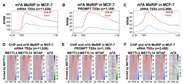 学术助力 | m6A甲基化的动态调控调节新生RNA合成 - 知乎