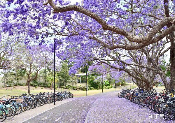 在昆士兰大学 (The University of Queensland) 就读是怎样的一番体验？