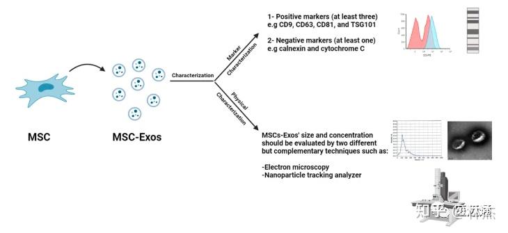 间充质干细胞外泌体（MSC-Exos）有哪些临床应用前景-新闻资讯-文译生物-专业的生物医学科研服务专家