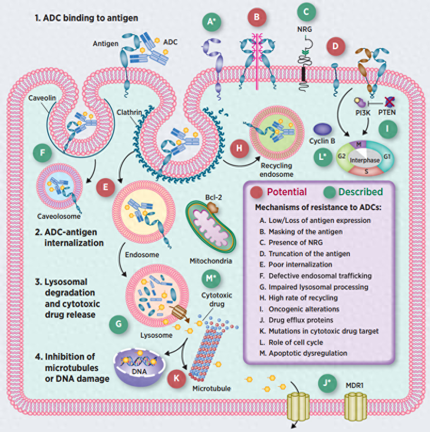 百时美施贵宝斥资84亿美元引进全球首个双抗ADC药物 - 知乎