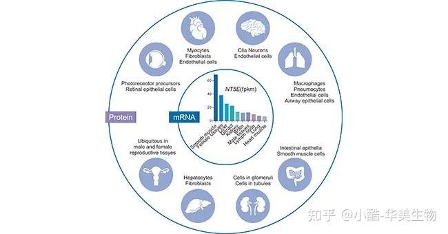 CD73：肿瘤免疫治疗的靶点新星 - 知乎