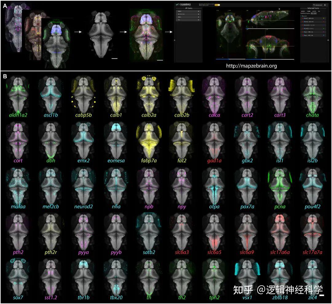 Sci Adv︱德国马普所团队应用多重荧光原位RNA杂交链式反应技术揭示斑马鱼幼体大脑基因表达图谱 - 知乎