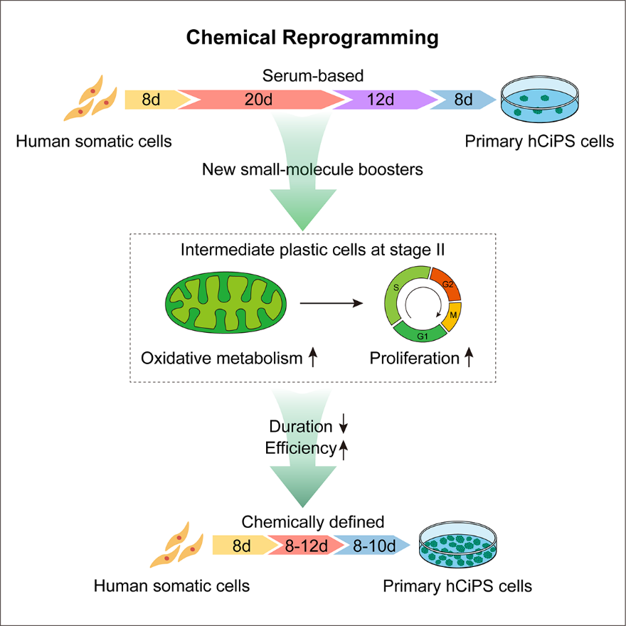 Immunity︱哈佛医学院段金志等揭示肠上皮细胞通过上调内质网应激促进Th17细胞的分化的机理 - 知乎