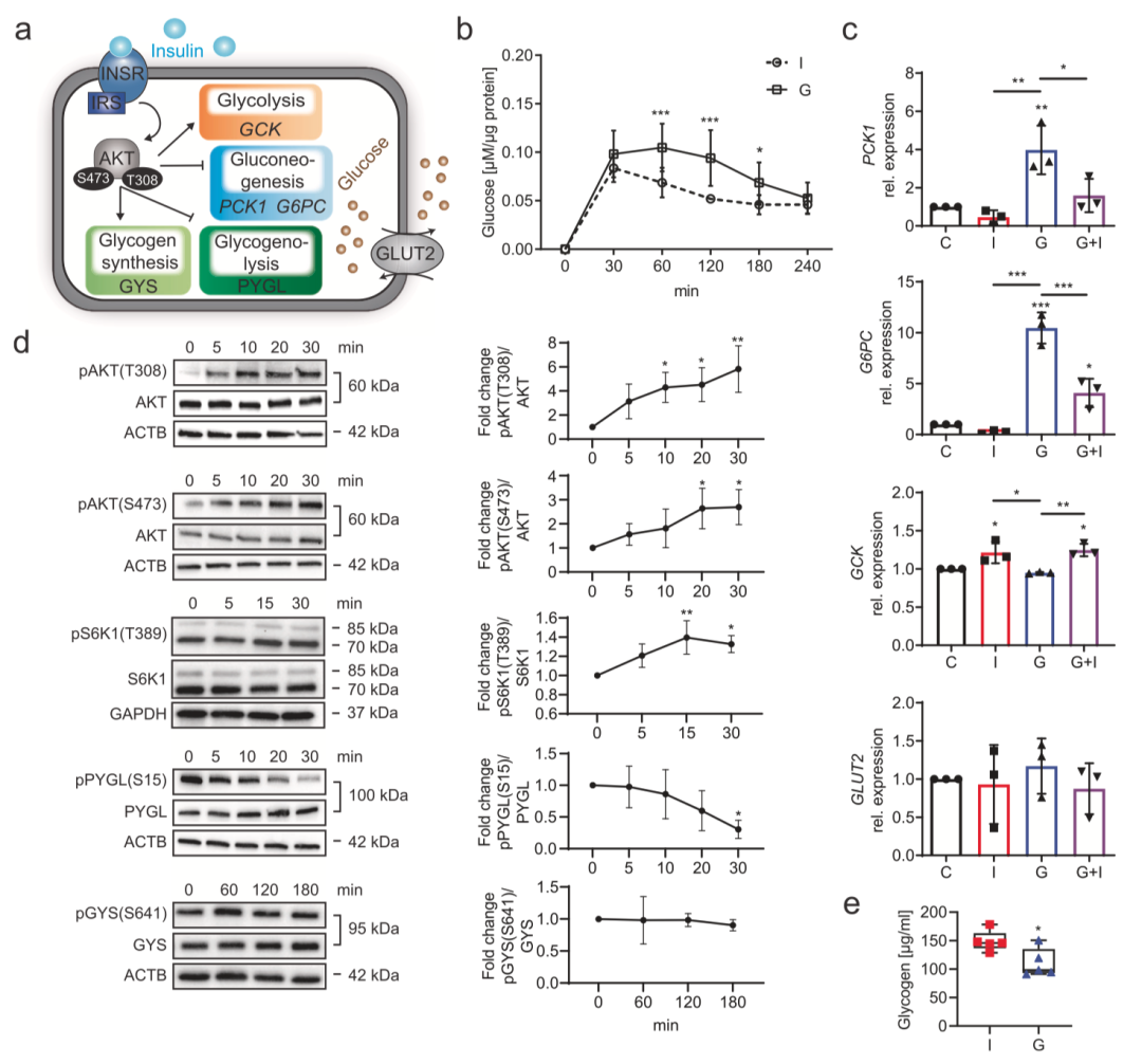 Nature子刊丨使用人 iPSC 衍生的肝细胞和巨噬细胞对炎症诱导的肝脏胰岛素抵抗进行建模和治疗靶向 - 知乎