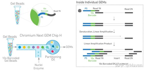 ATAC-seq建库与scATAC-seq建库 - 知乎