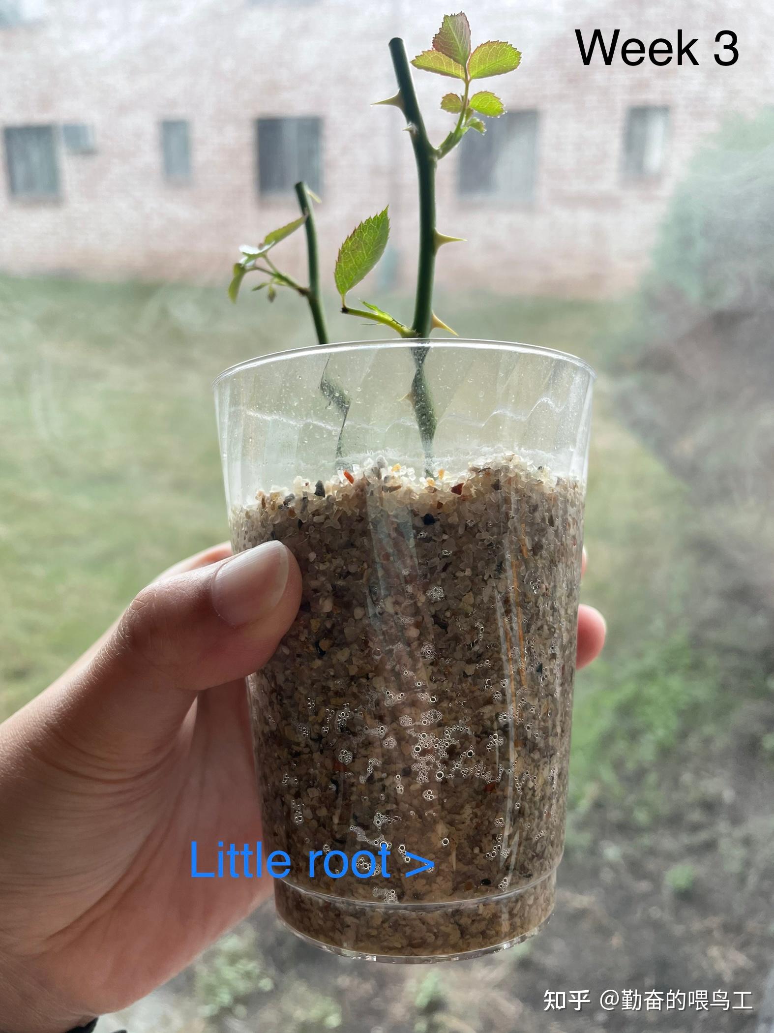 月季扦插日记 - 知乎