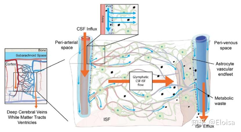 AQP4介导的CSF-ISF交换过程 - 知乎