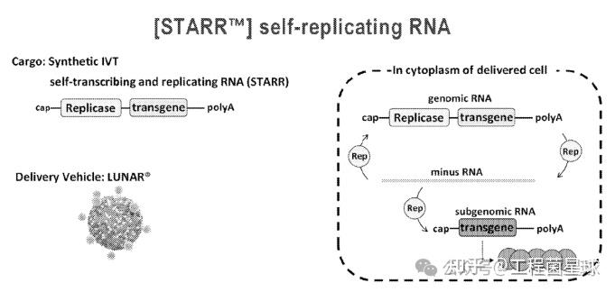5分钟系列|了解mRNA公司——Arcturus Therapeutics - 知乎