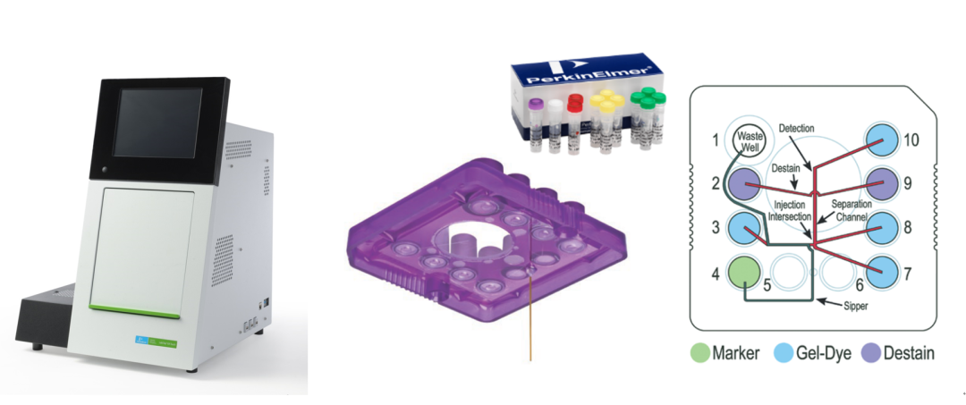 抗体工艺全方位持续优化，待测样品数量巨大？LabChip有办法-上海玮驰