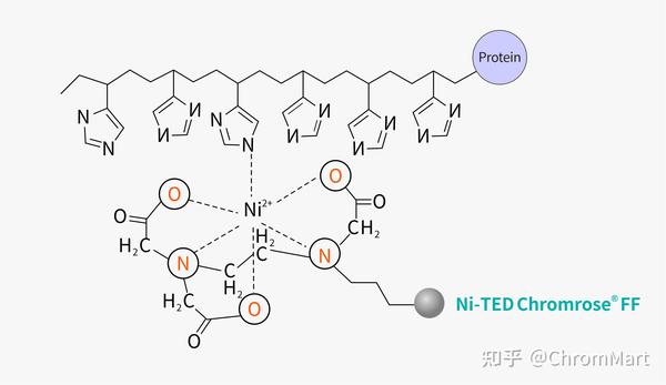 Ni-TED新型His标签蛋白纯化介质 - 知乎