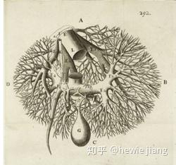 Glisson与佝偻病— 一段不广为人知的故事 - 知乎