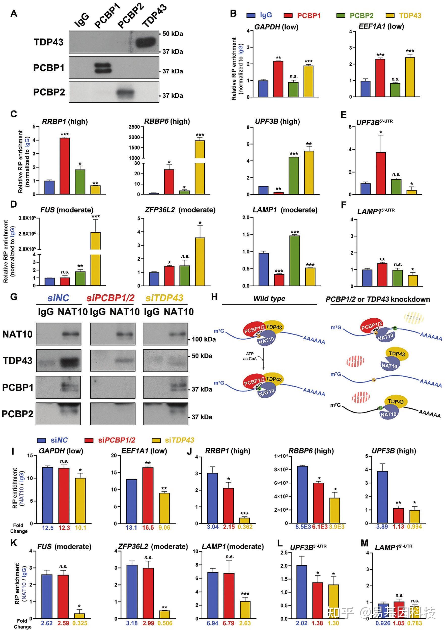 Adv Sci：浙江大学范衡宇团队acRIP-seq揭示哺乳动物mRNA乙酰化修饰ac4C形成的分子机制 - 知乎