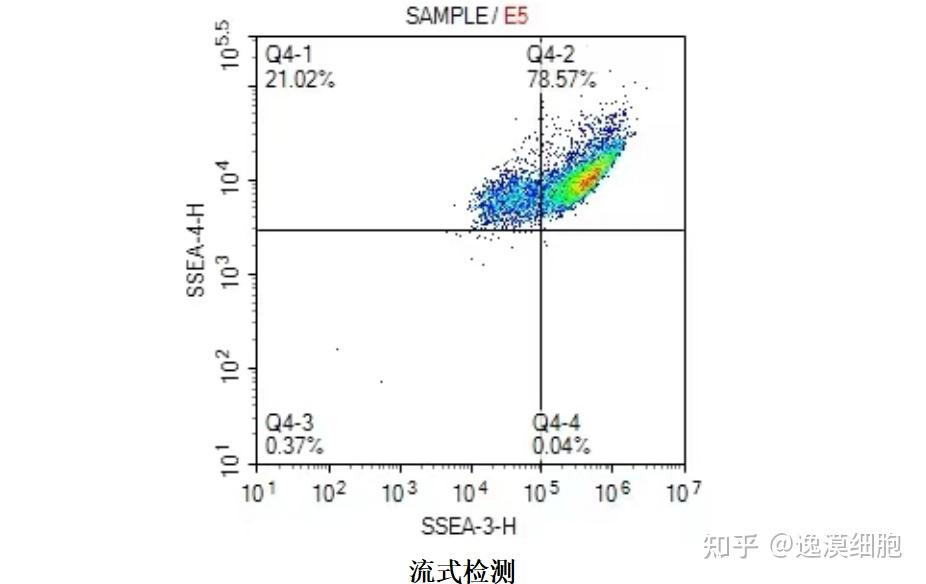hiPSC人多能干细胞培养经验分享 - 知乎