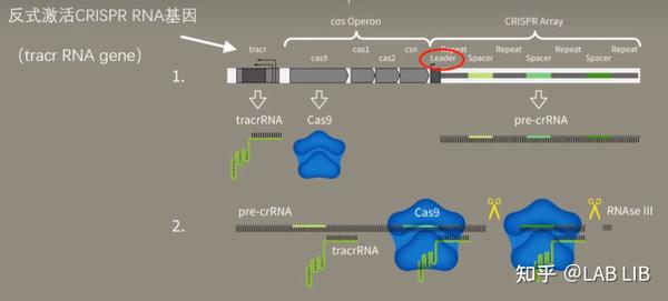 CRISPR-Cas9个人笔记 - 知乎