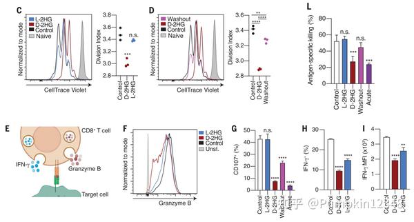 文献阅读：肿瘤代谢物D-2HG改变了CD8+T细胞的代谢途径，进而影响了其效应功能 - 知乎