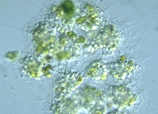 中阳虫：“小太阳”的生存之道 - 知乎