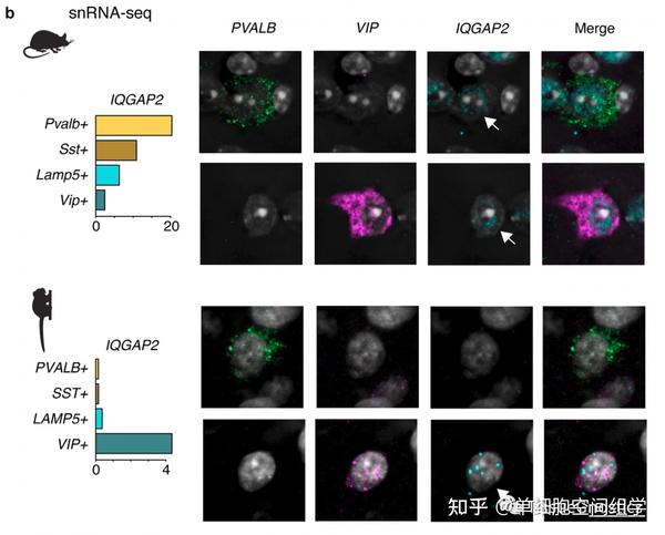 Nature| TissueFAXS Q+助力灵长类动物中间神经元的新发现 - 知乎