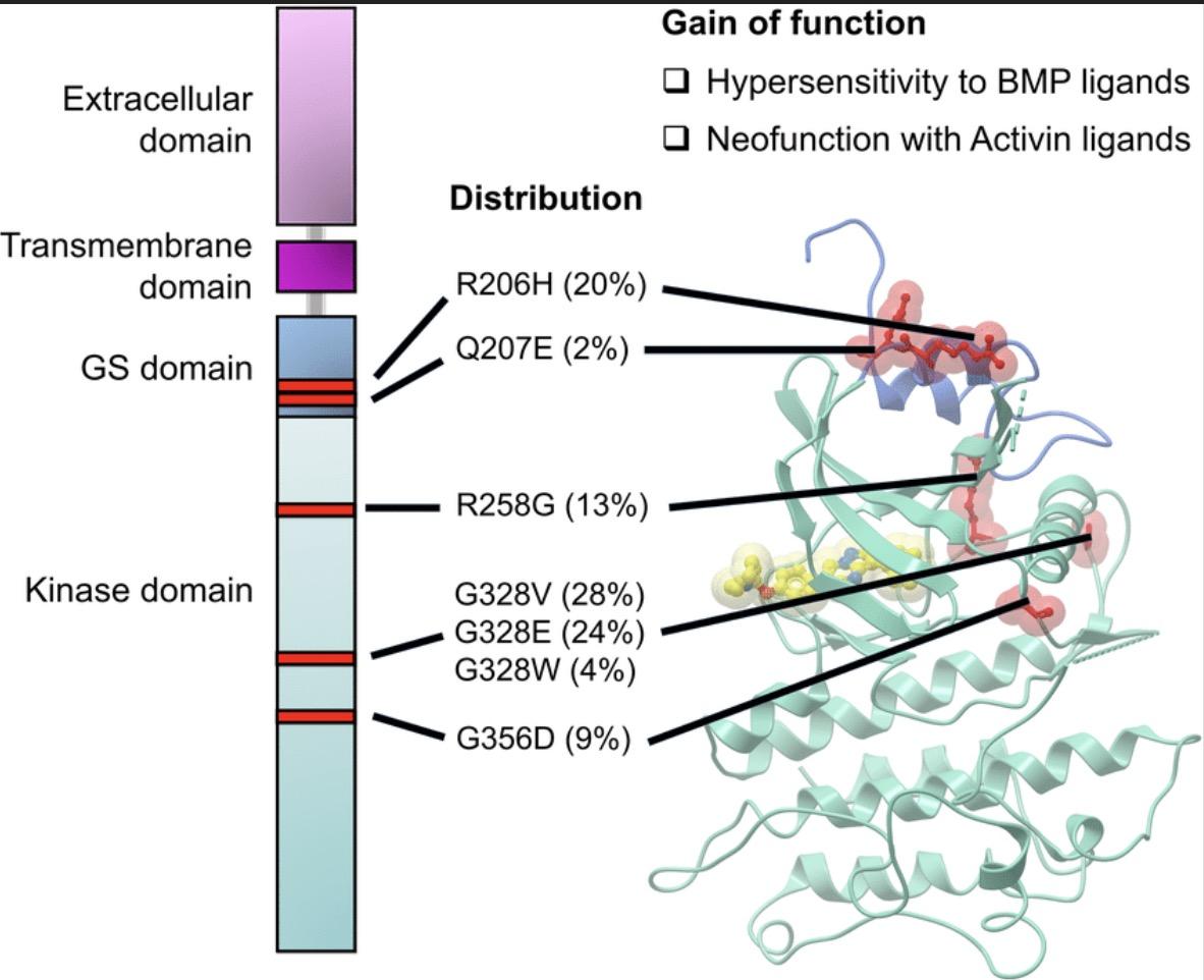 ALK2：FOP和DIPG的治疗靶点 - 知乎