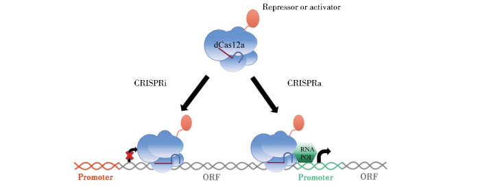CRISPR/Cas12a基因组编辑技术及应用 - 知乎