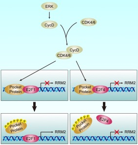 Genes Dis 综述︱淮北师范大学李奇璋/海军军医大学张磊/湖南科技学院沈玉平等评述RRM2在肿瘤发生发展中的作用及研究进展 - 知乎