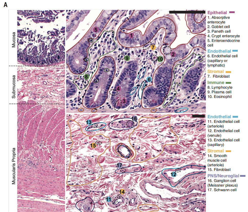 Science | The Tabula Sapiens：人类的多器官、单细胞转录组图谱 - 知乎
