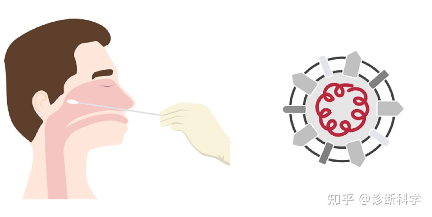 技术 | 如何使用RT-PCR检测COVID-19？ - 知乎