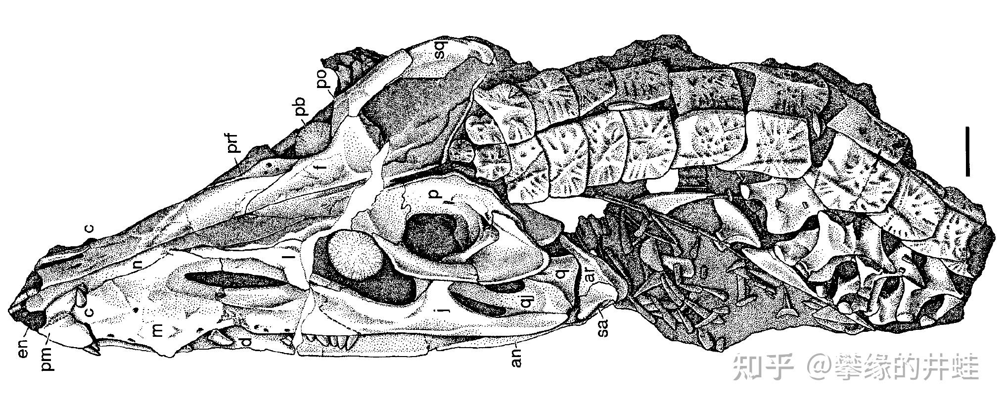 【地球演义】忽雷本纪1：主龙第一帝国（上） - 知乎
