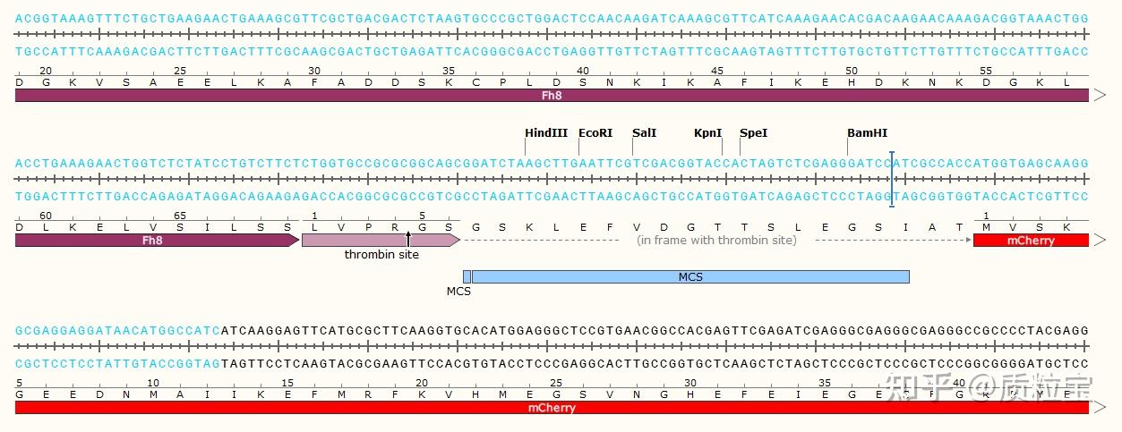 Fh8 标签原核表达质粒 - 知乎