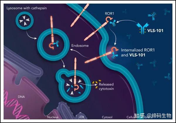 肿瘤免疫靶点 | ROR1 - 知乎