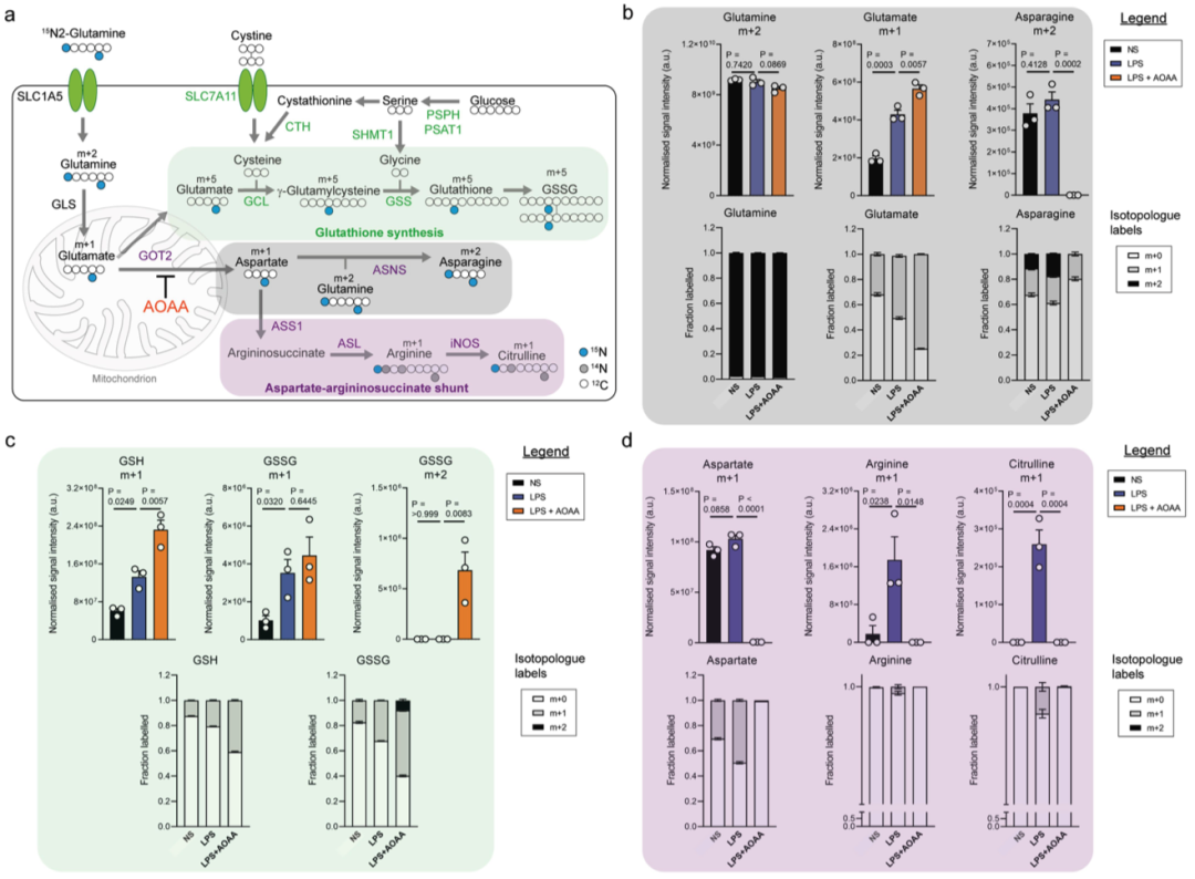 Nature丨巨噬细胞富马酸水合酶抑制 mtRNA 介导的干扰素产生 - 知乎