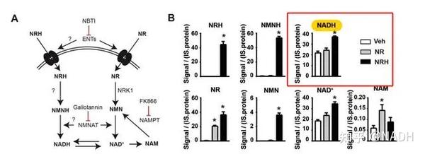 NMN、NADH都是通过NAD+来抗衰老，为什么NADH更强？ - 知乎