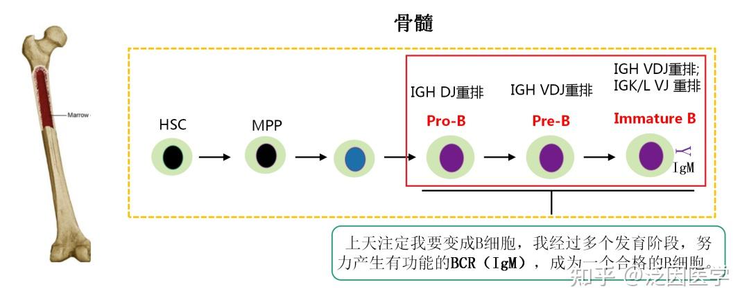 一文读懂B细胞的发育成熟及癌变 - 知乎