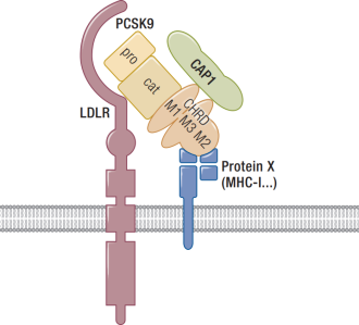 降脂领域的开拓者--新型靶点PCSK9 - 知乎