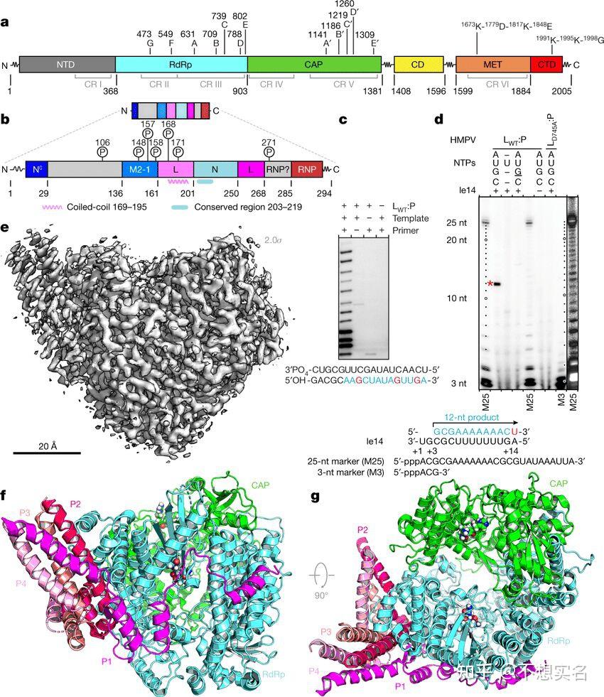 “新毒株”来袭？人偏肺病毒，到底是啥？ - 知乎