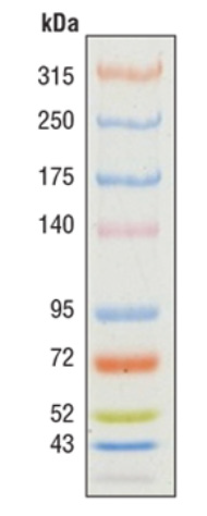 蛋白Marker知多少|如何选择|问题分析 - 知乎