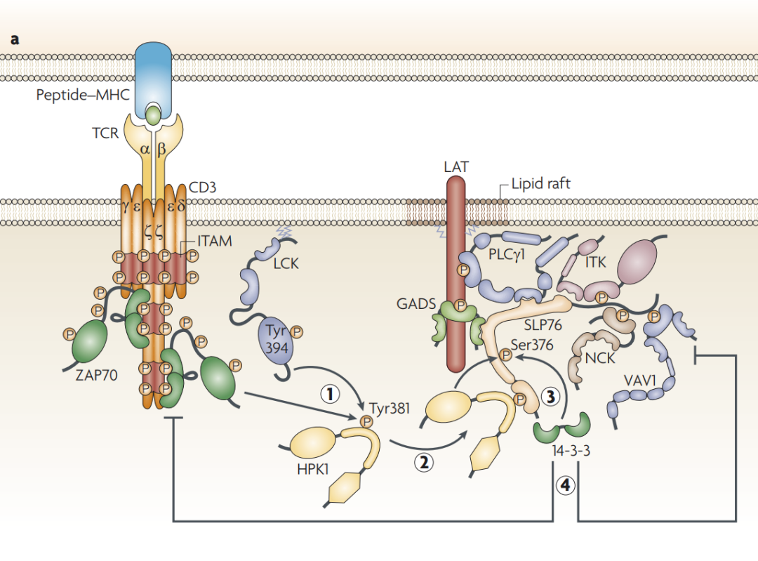 CD3/CD19自免双抗研发，这些关键小鼠模型少不了 - 知乎