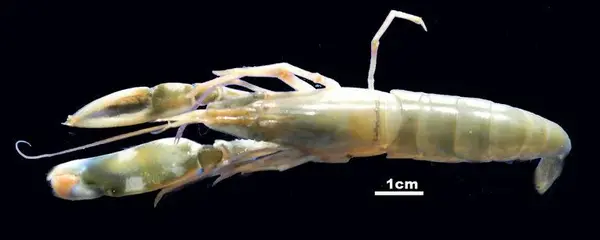 不用你开口，就知你是左撇子（作者：暮晖熠熠） - 知乎