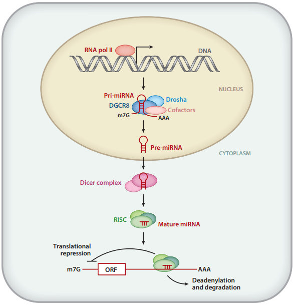 siRNA转染实验方法 - 知乎