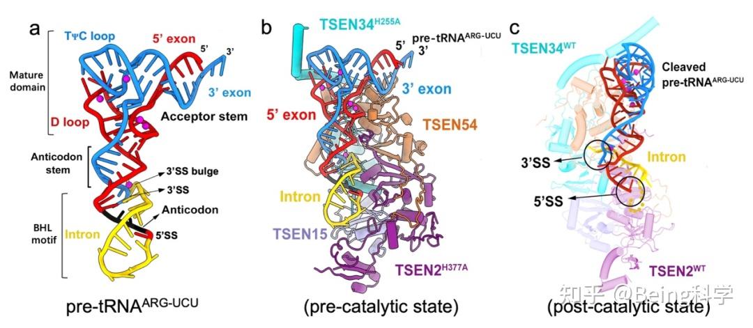 施一公团队揭示人源tRNA剪接内切酶识别和剪切前体tRNA内含子的分子机理！ - 知乎