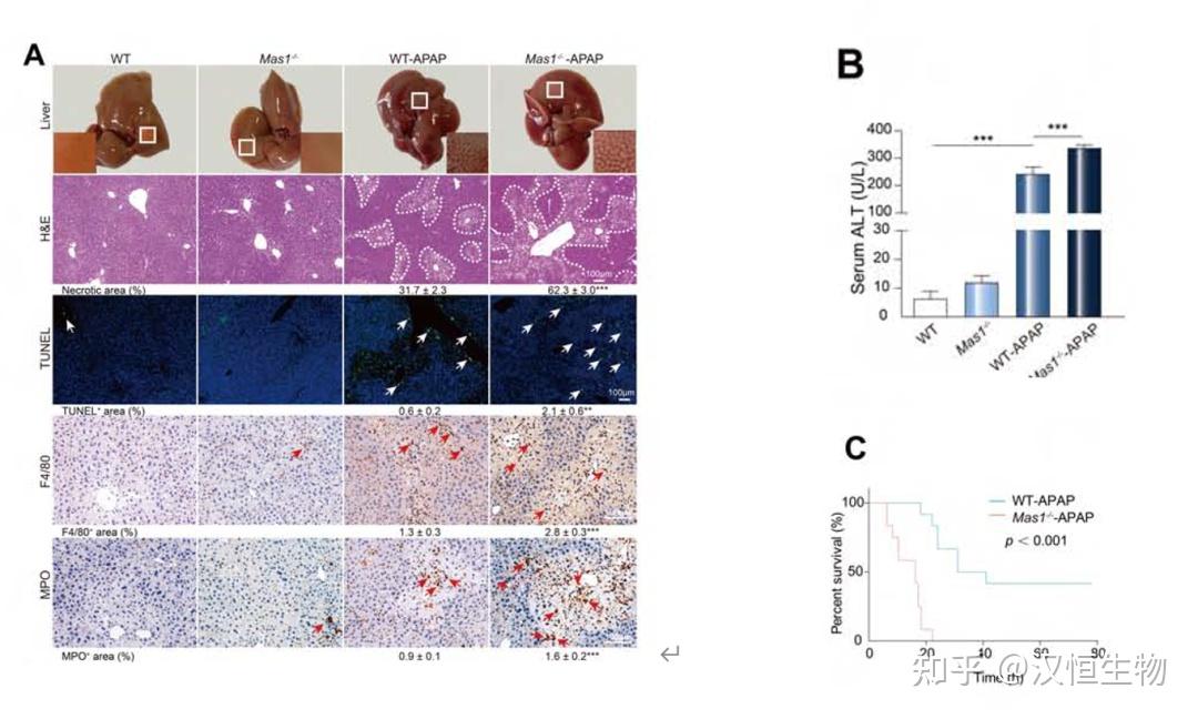 Journal of Hepatology|药物性肝损伤潜在治疗靶点新发现 - 知乎