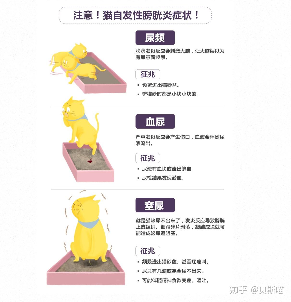 猫咪到处乱尿？别忙着发飙，也许是它向你发出求救信号 知乎