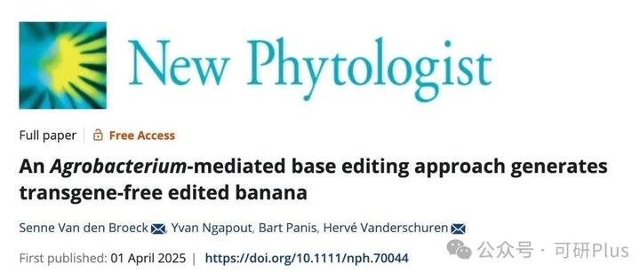 New Phytol | 重磅！香蕉基因编辑新技术突破，首次利用共编辑策略实现无外源基因精准改良！ - 知乎