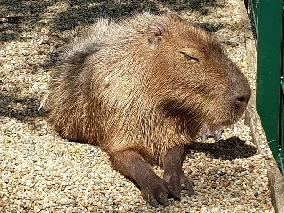 卡皮巴拉稳定的精神状态为什么突然火了，大家向往这样的状态吗，是想自己变成这样还是希望有这样的朋友呢？ - 知乎