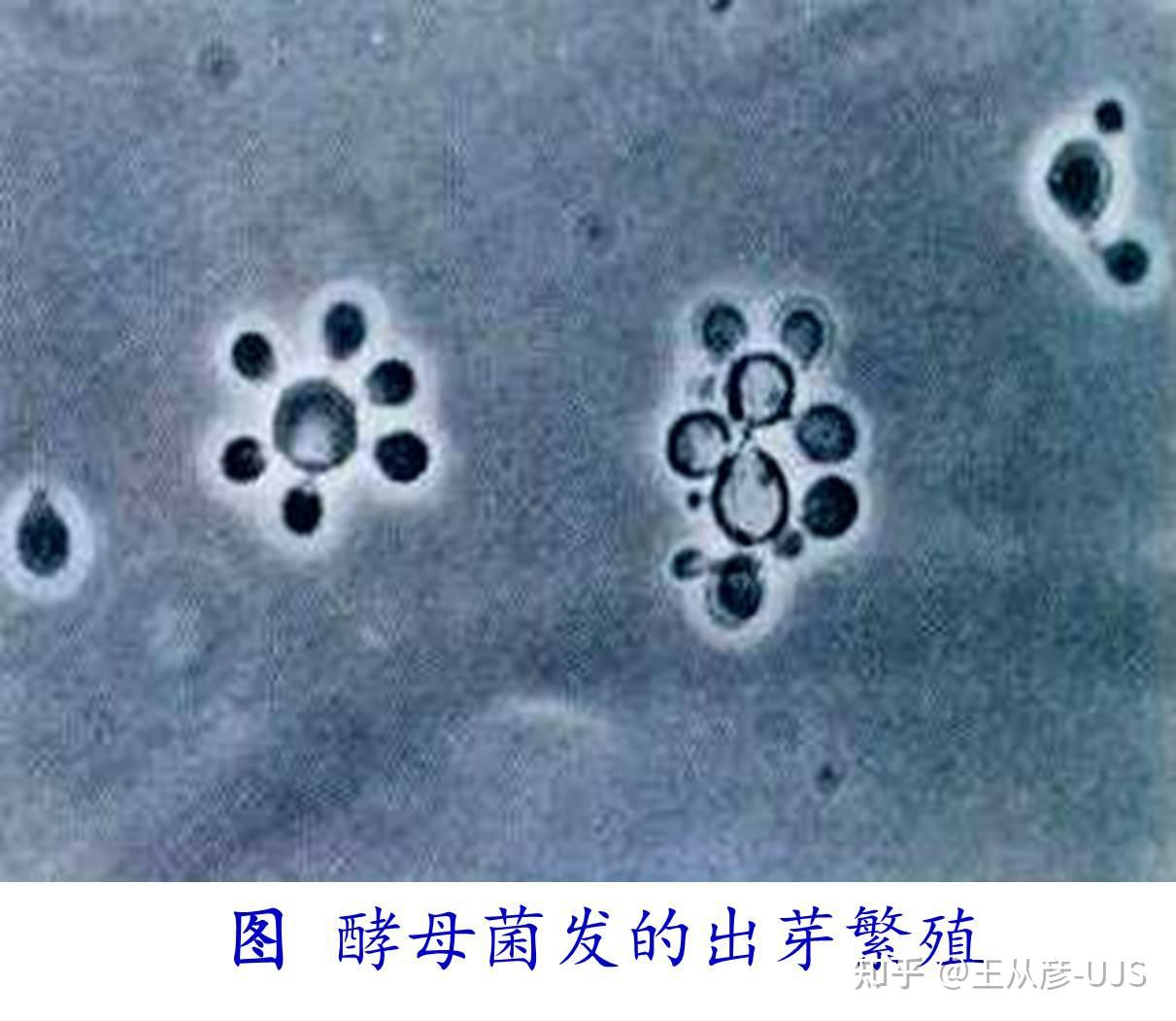 环境微生物之真菌 - 知乎