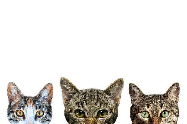 robotframework-处理登录(cookies) - 知乎