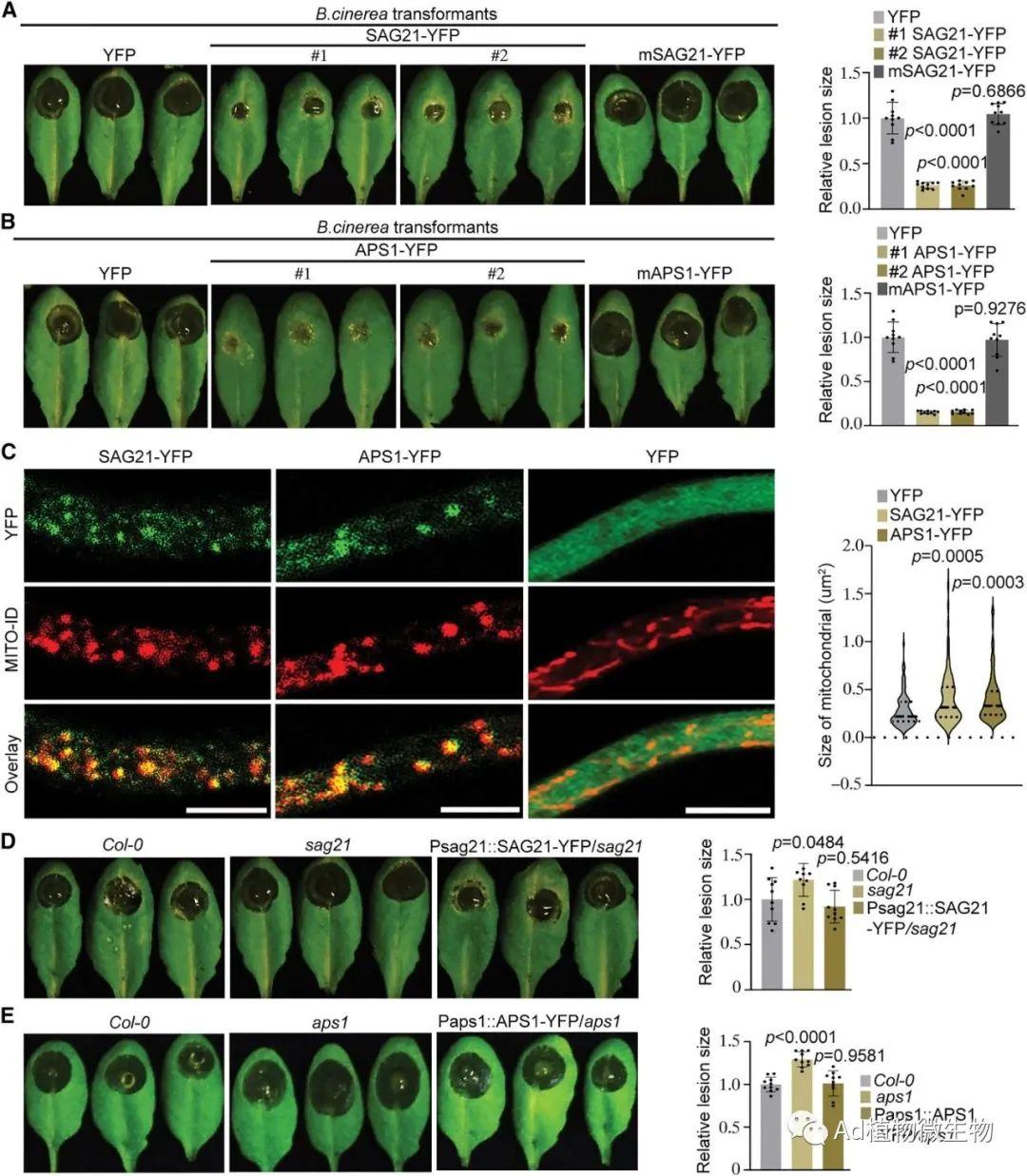 Cell Host & Microbe | 金海翎团队研究揭示植物将 mRNA 运送到真菌细胞以减少侵染的机制！ - 知乎