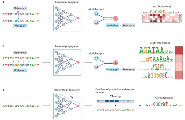 Nat. Rev. Genet. | 通过可解释人工智能从深度学习中获得遗传学见解 - 知乎
