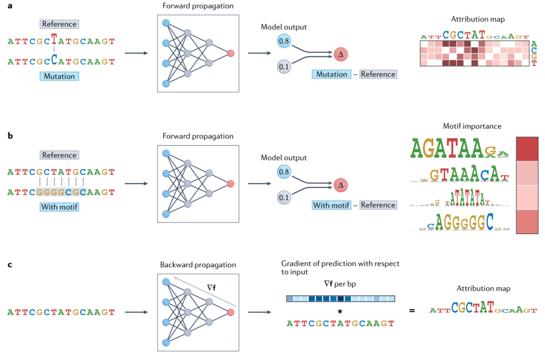 Nat. Rev. Genet. | 通过可解释人工智能从深度学习中获得遗传学见解 - 知乎