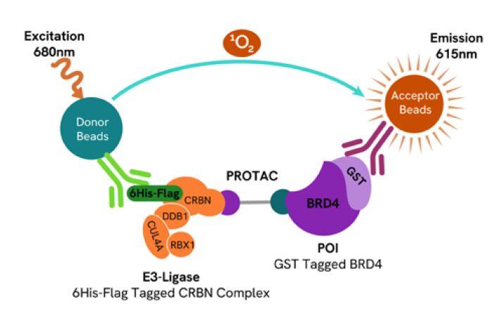 如何利用AlphaLISA tool box 建立PROTAC三元复合物结合实验？ - 知乎