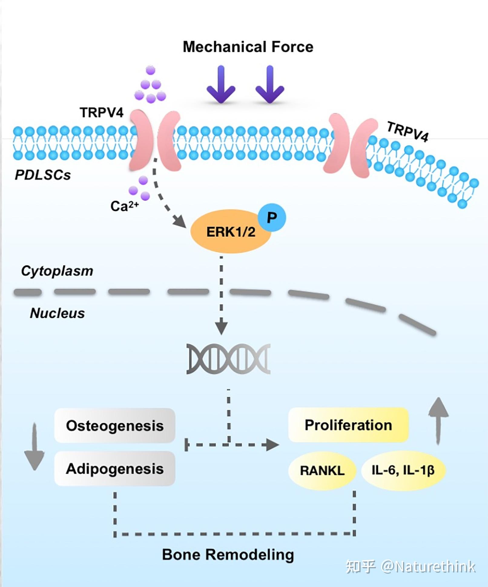 机械应力通过TRPV4调节骨重塑过程中的牙周膜干细胞特征 - 知乎